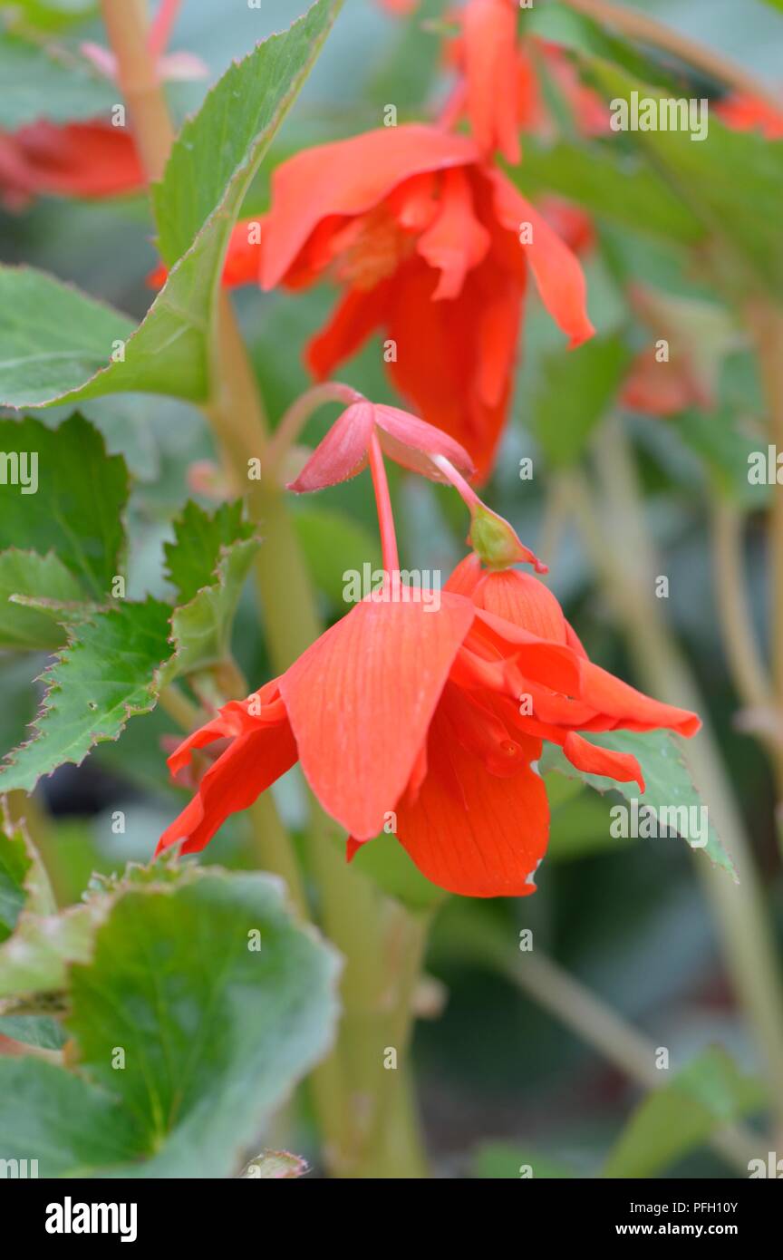begonia trailing red Stock Photo - Alamy