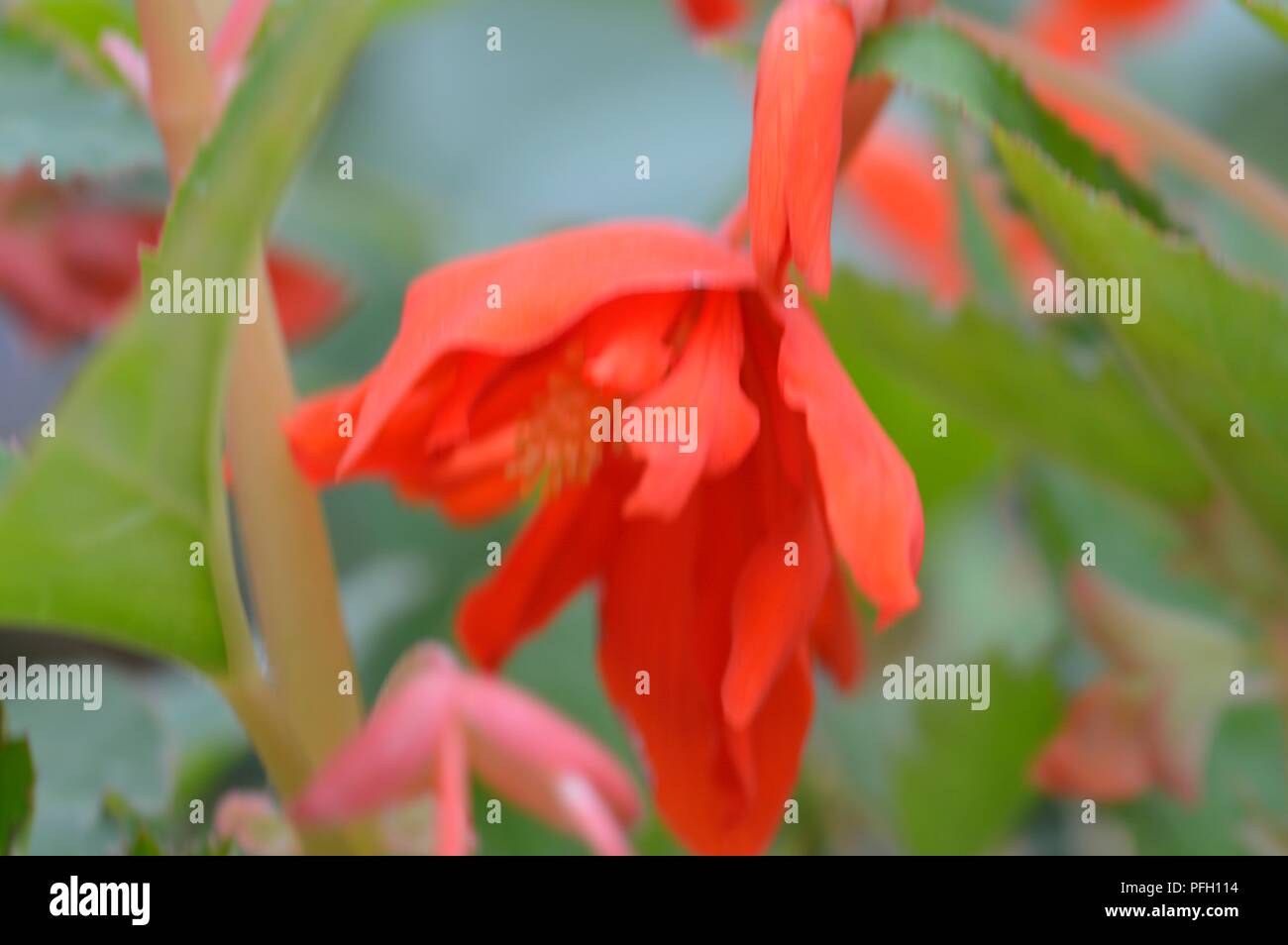 Trailing begonia pot hi-res stock photography and images - Alamy