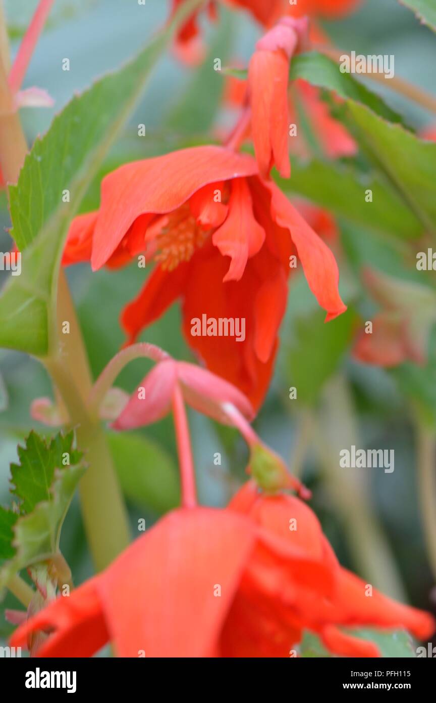 begonia trailing red Stock Photo - Alamy