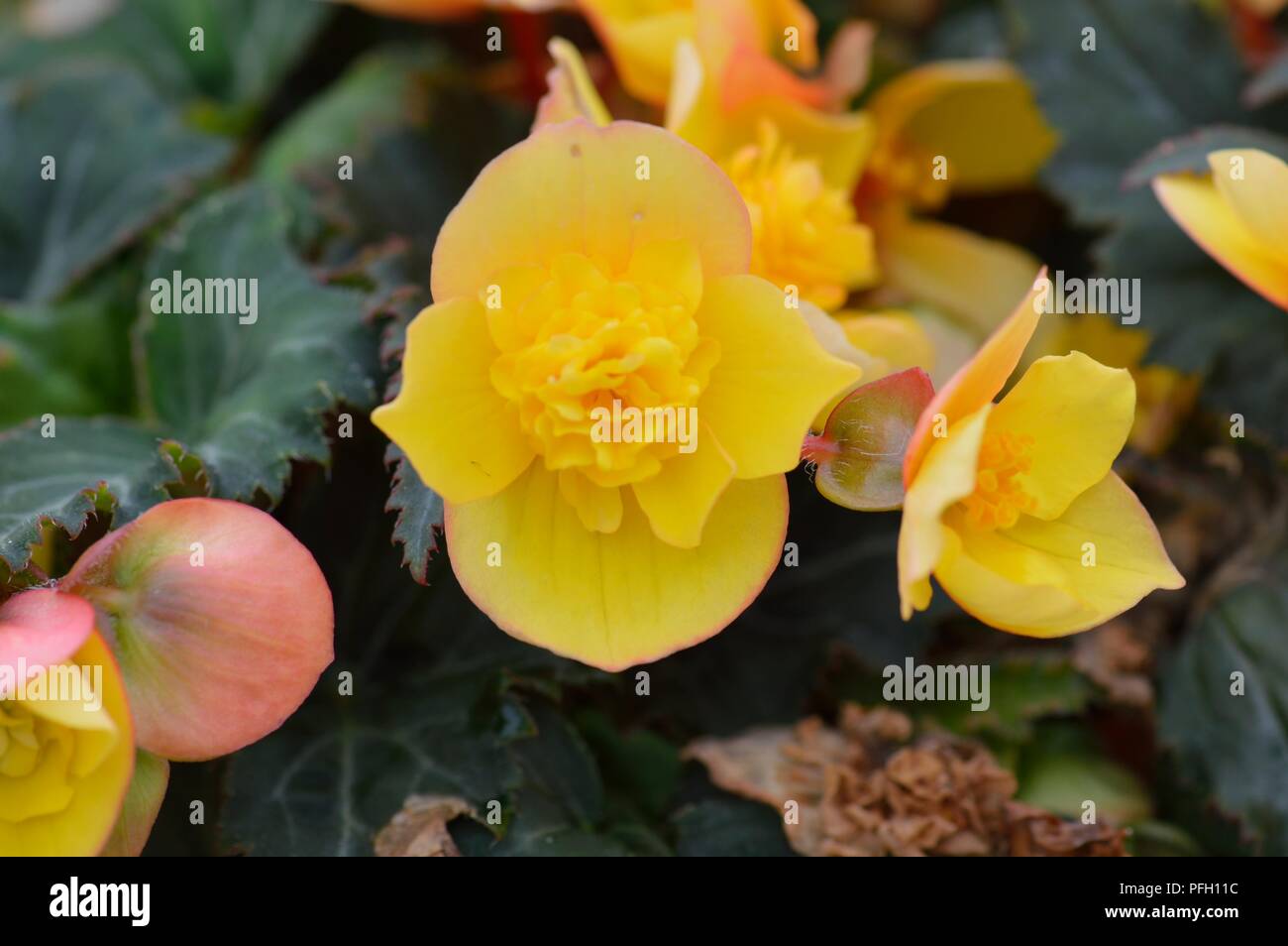 Begonia truffle flower series Stock Photo - Alamy
