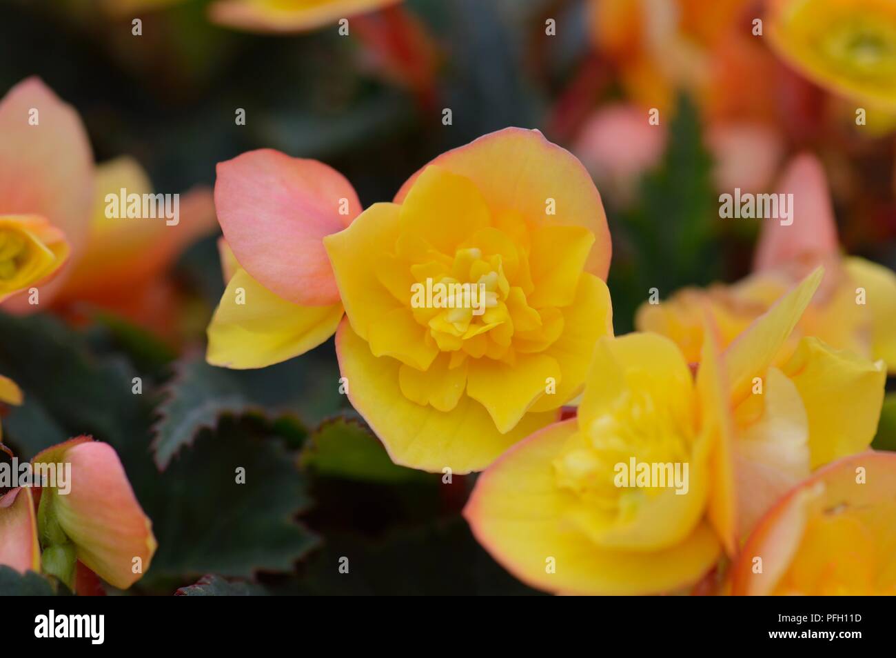 Begonia truffle flower series Stock Photo - Alamy