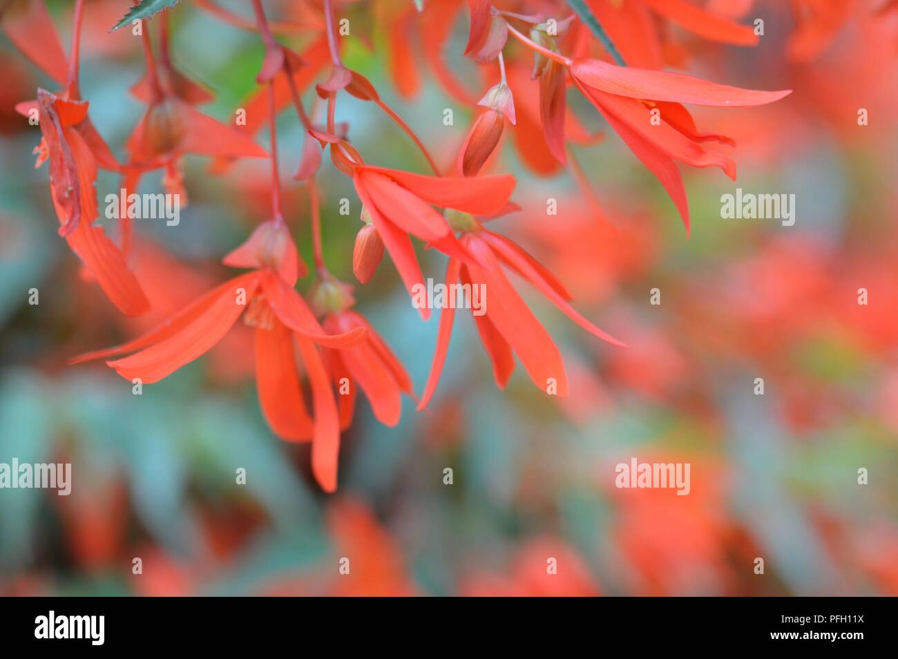 begonia trailing red Stock Photo - Alamy