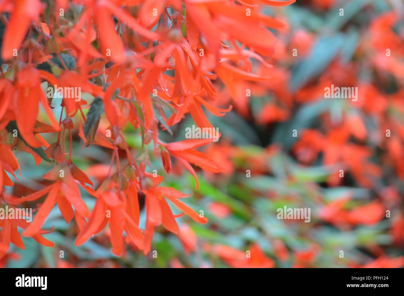 begonia trailing red Stock Photo - Alamy