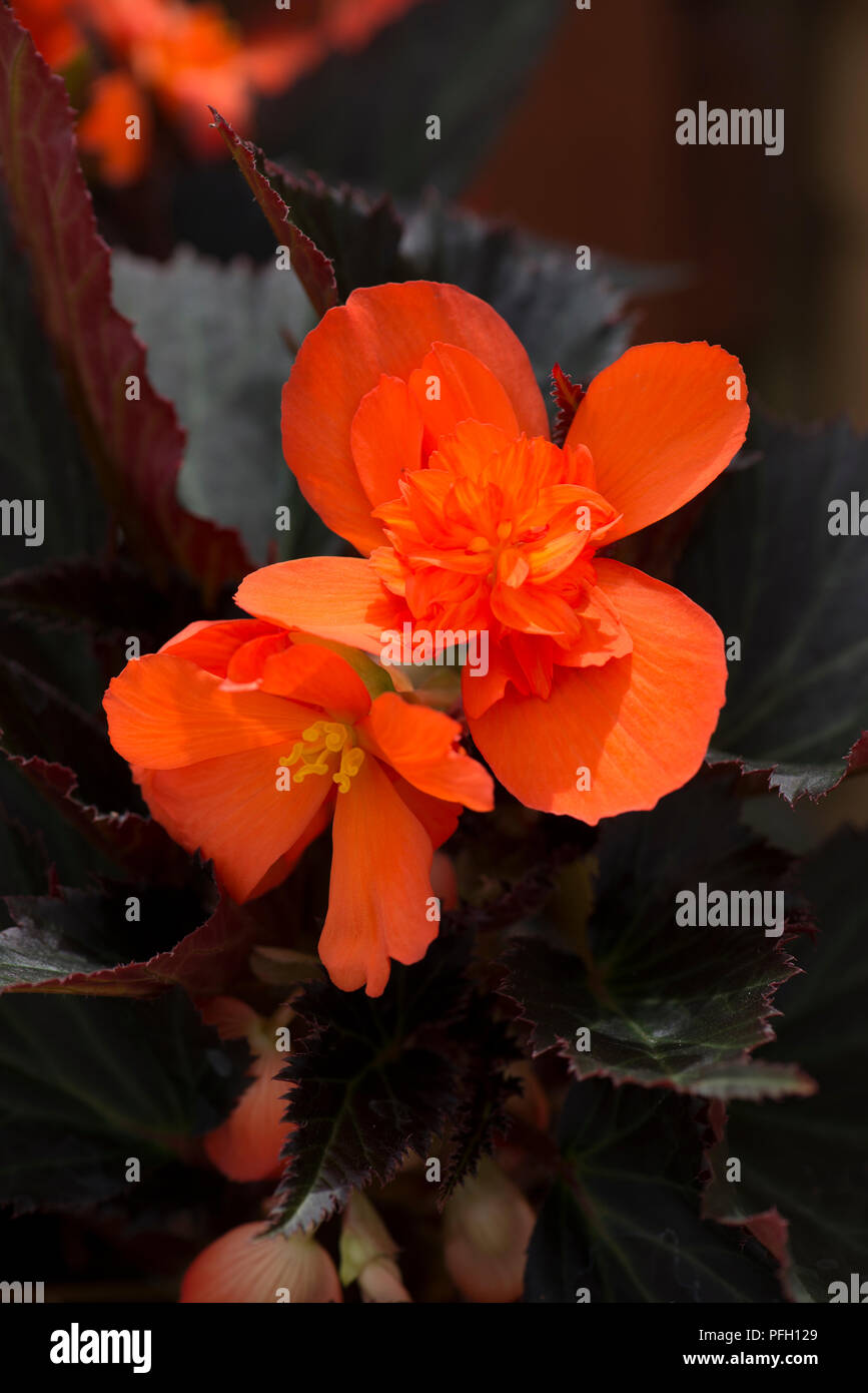 begonia Unstoppable Fire Stock Photo - Alamy