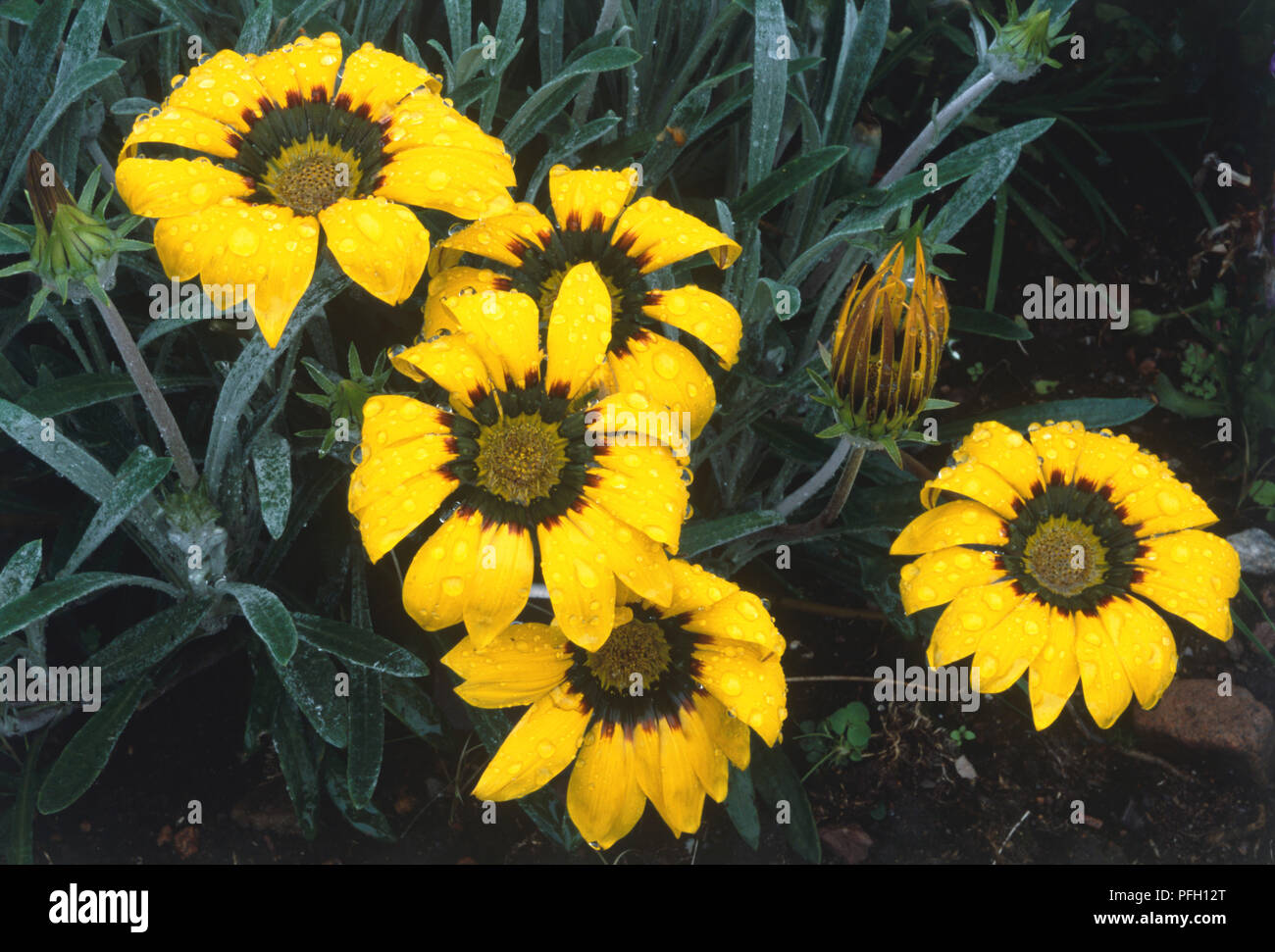 Great Britain, Scotland, Poolewe, Inverewe Gardens, pretty yellow ...
