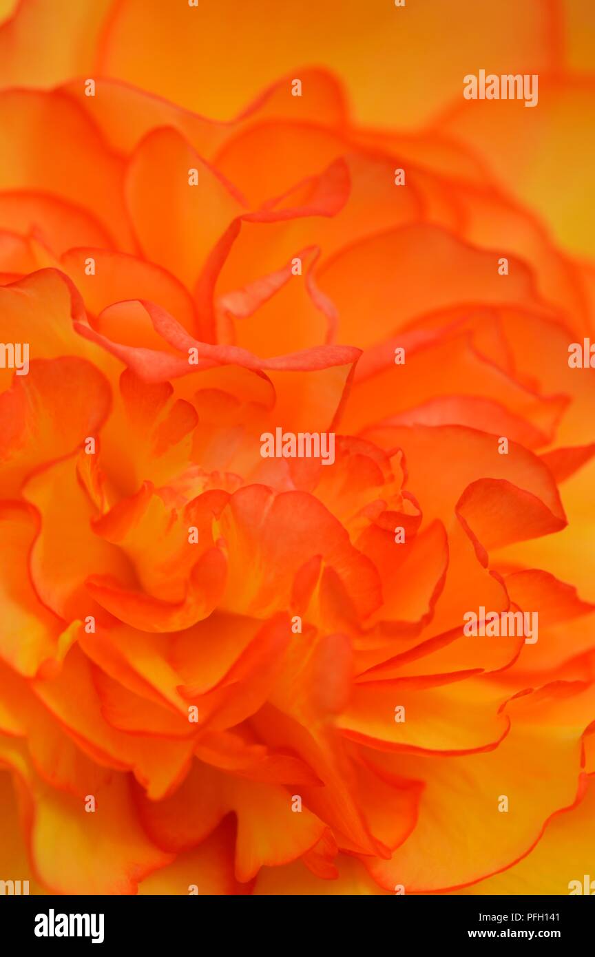 Begonia yellow Picotee Stock Photo - Alamy