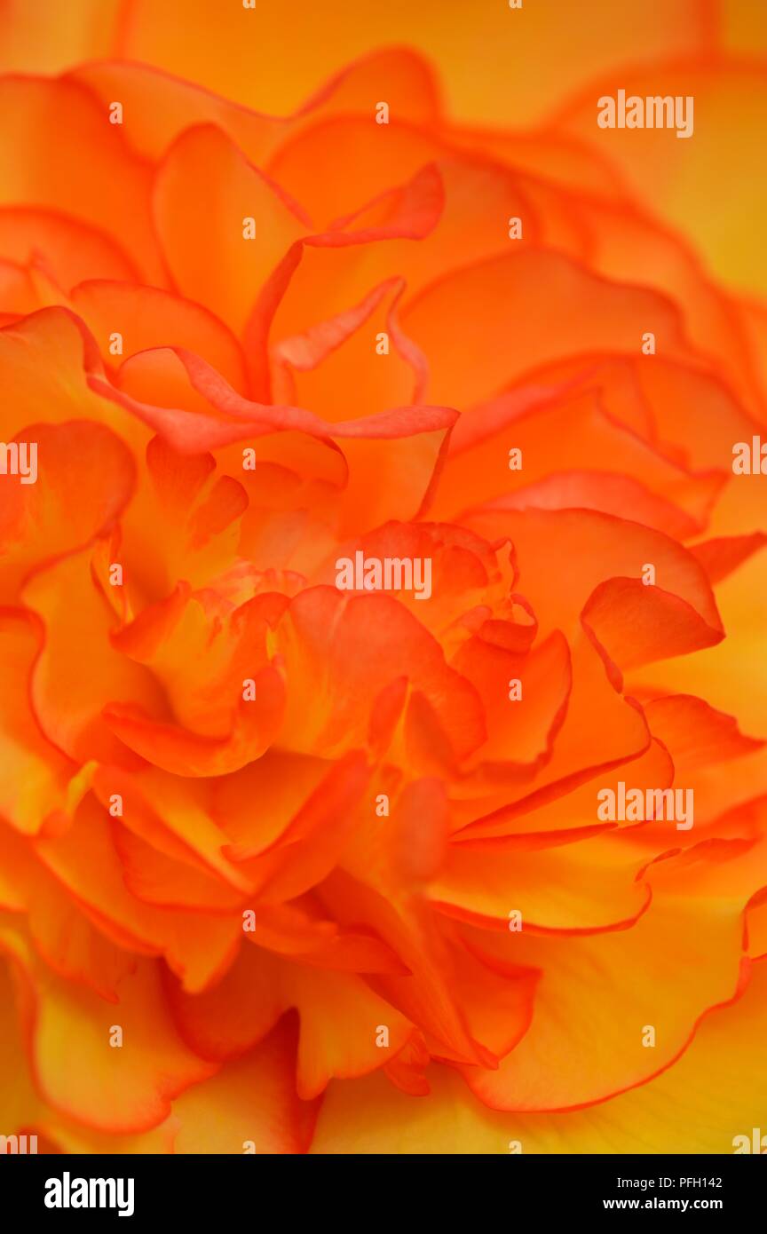 Begonia yellow Picotee Stock Photo - Alamy