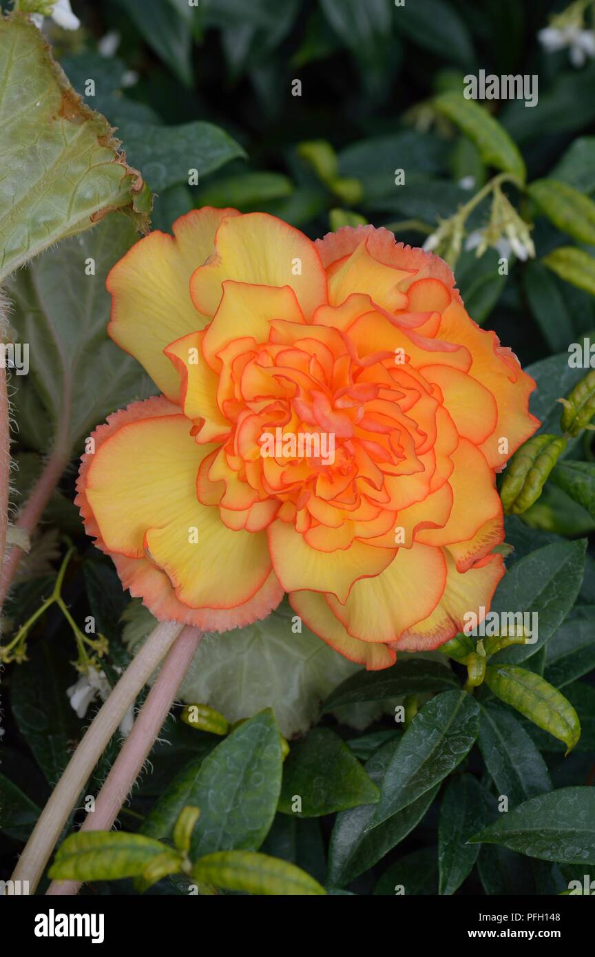 Begonia yellow Picotee Stock Photo - Alamy