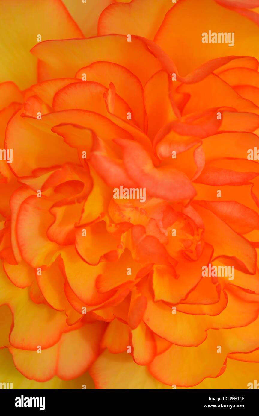 Begonia yellow Picotee Stock Photo - Alamy