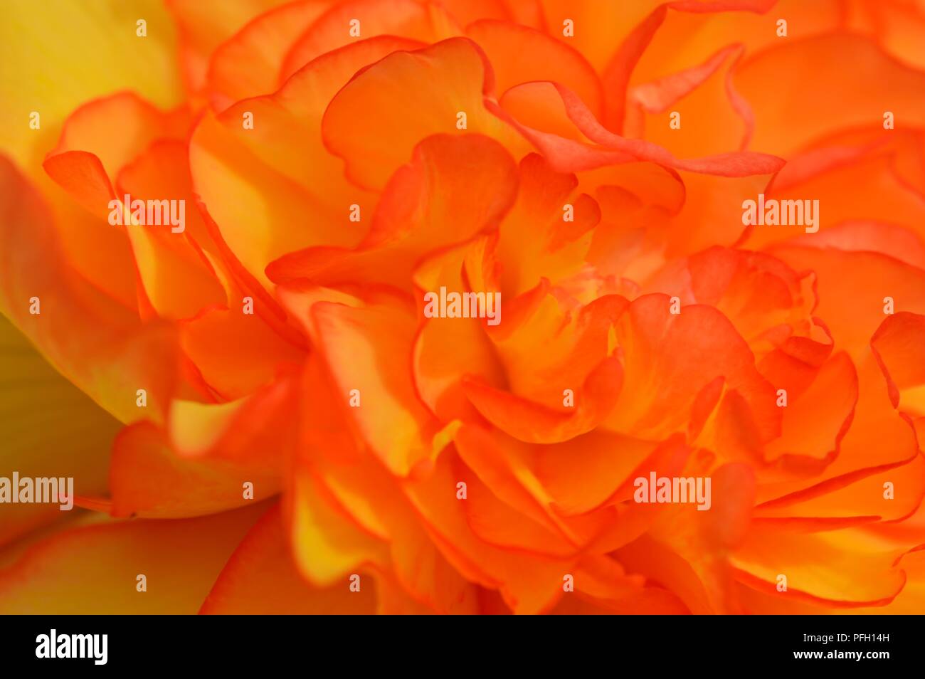 Begonia yellow Picotee Stock Photo - Alamy