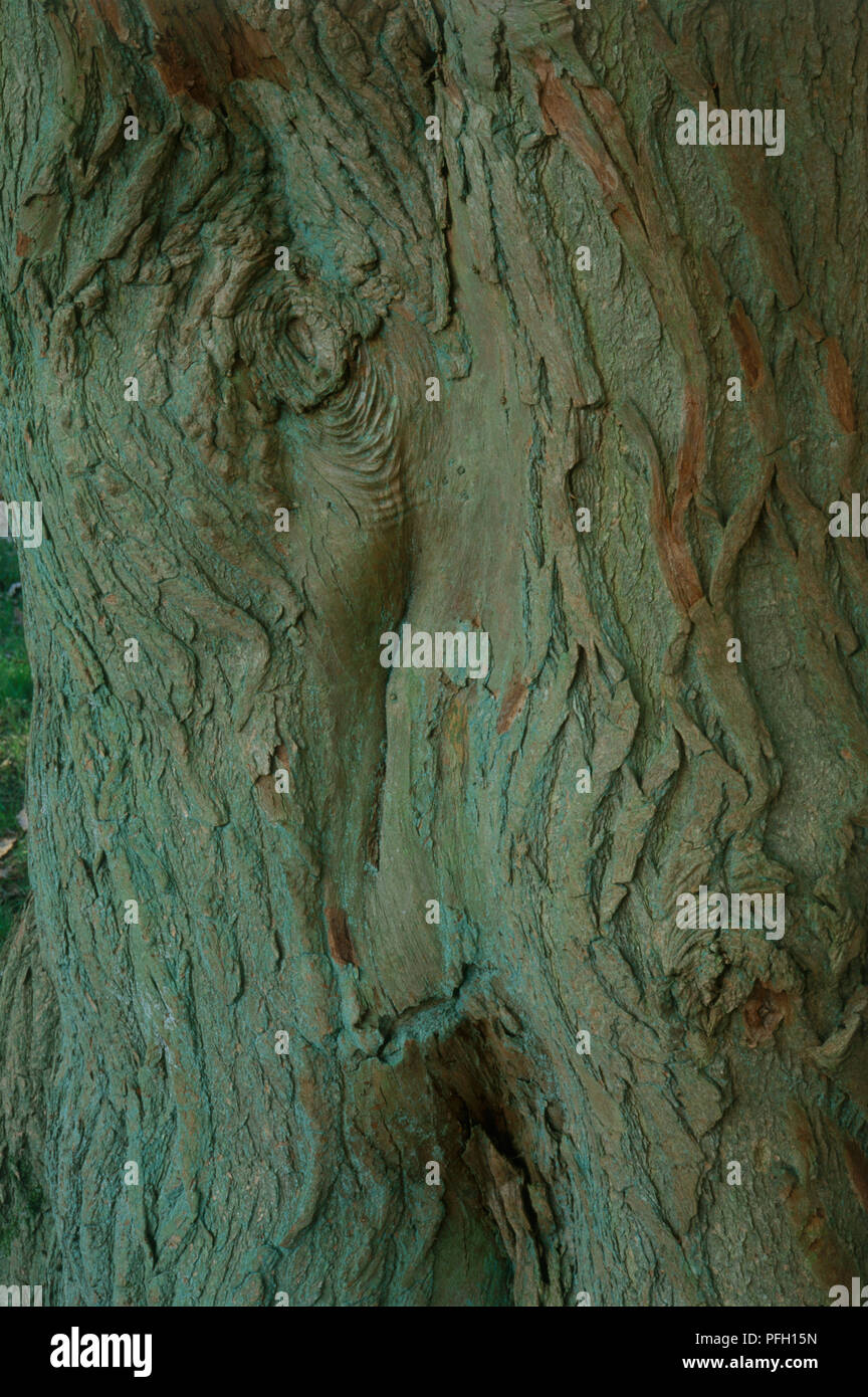 Torreya tree hi-res stock photography and images - Alamy