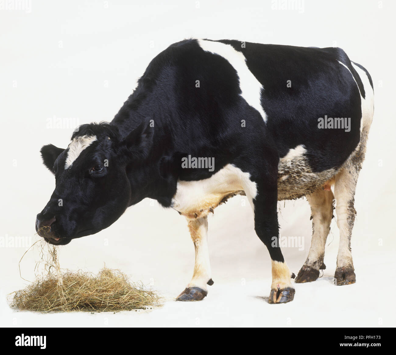Friesian Cow eating hay, side view Stock Photo - Alamy