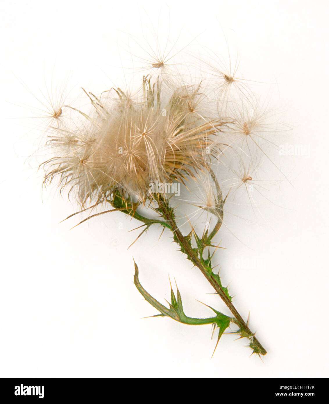 Seeds with pappus Cut Out Stock Images & Pictures - Alamy