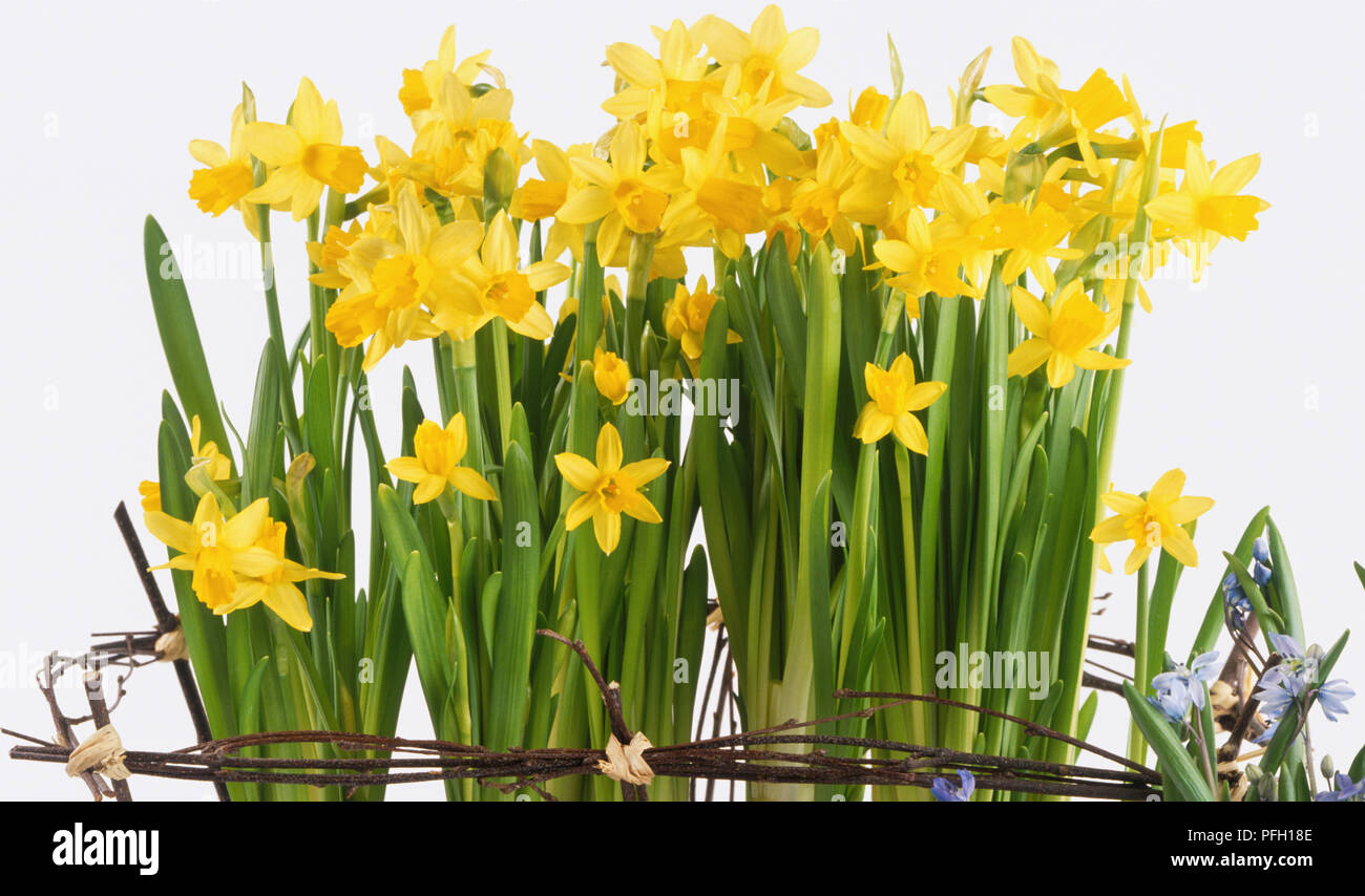 Narcissus sp., yellow Daffodils, front view Stock Photo - Alamy