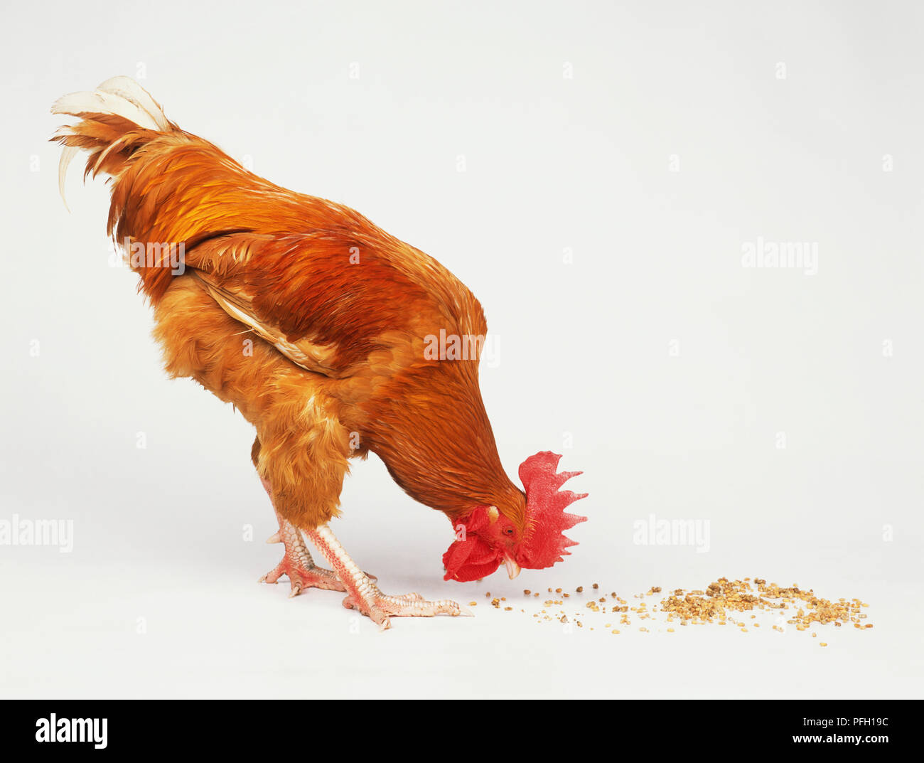 Rooster bending down pecking grains, side view Stock Photo - Alamy