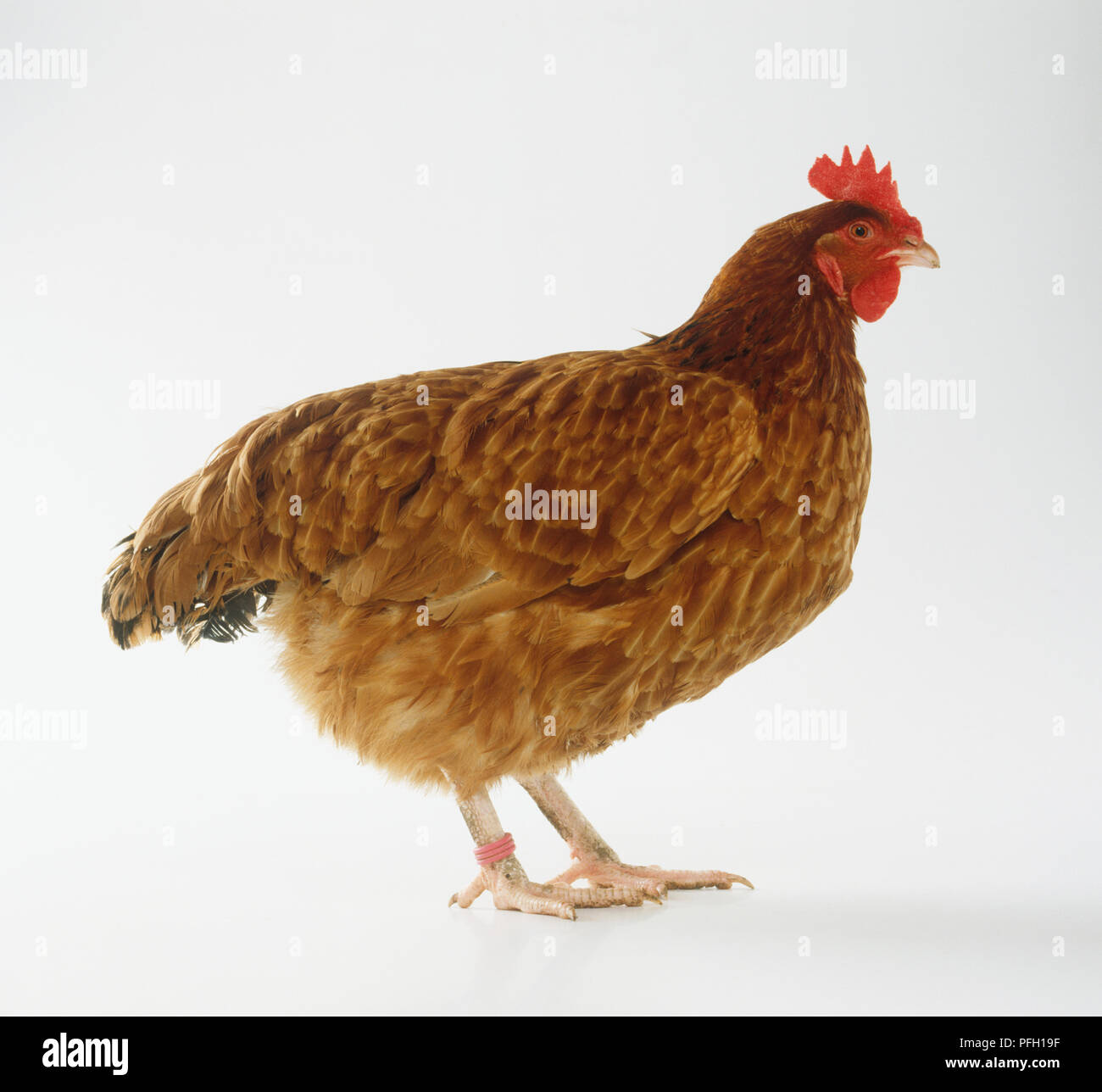 Hen (Gallus gallus) with brown feathers Stock Photo - Alamy