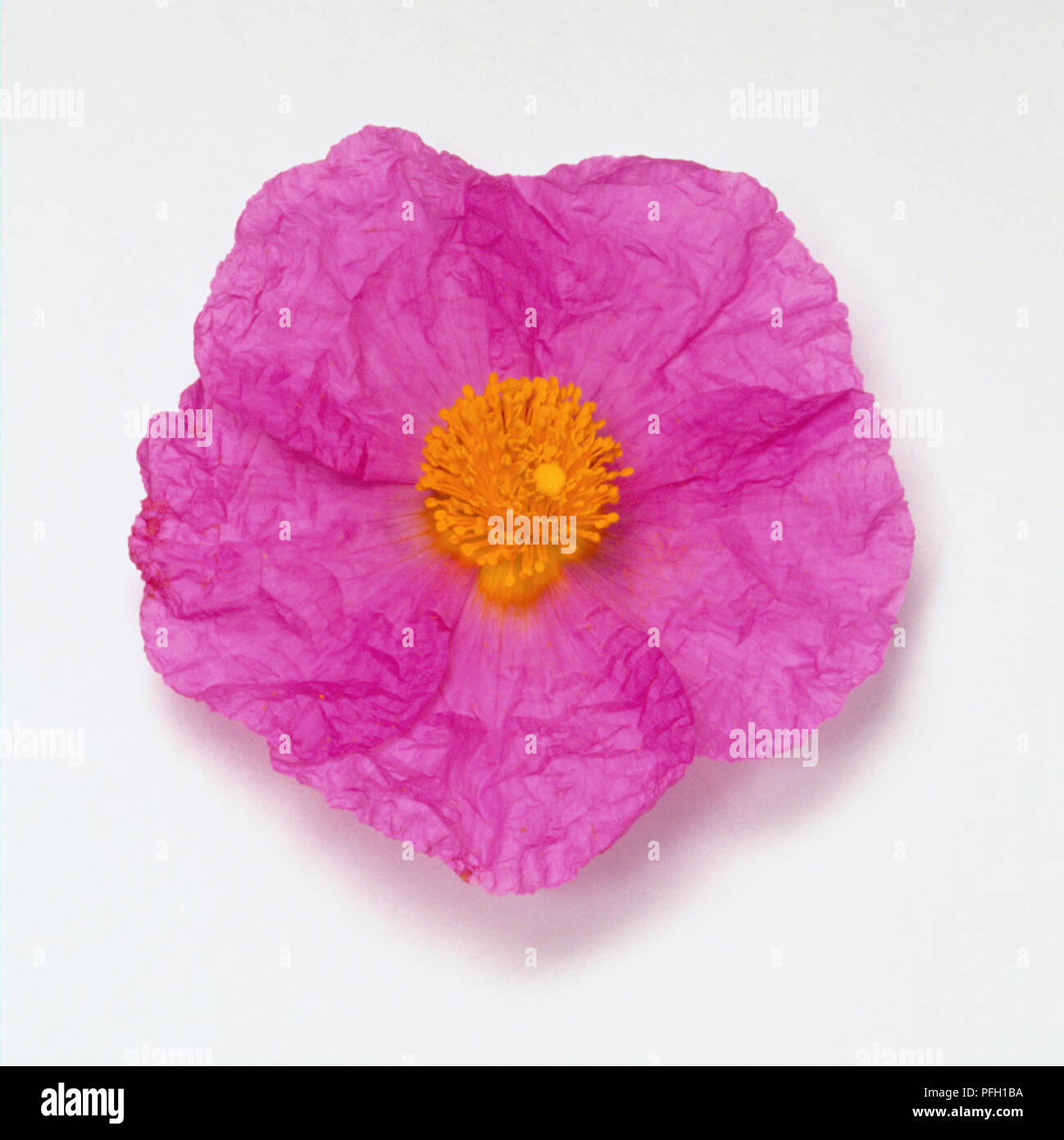 Pink Flower Yellow Stamens High Resolution Stock Photography and Images ...