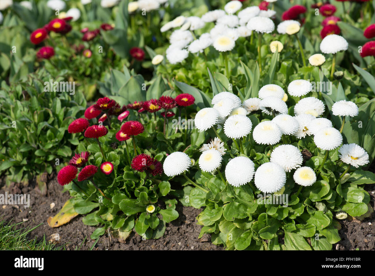 Bellis mix hi-res stock photography and images - Alamy