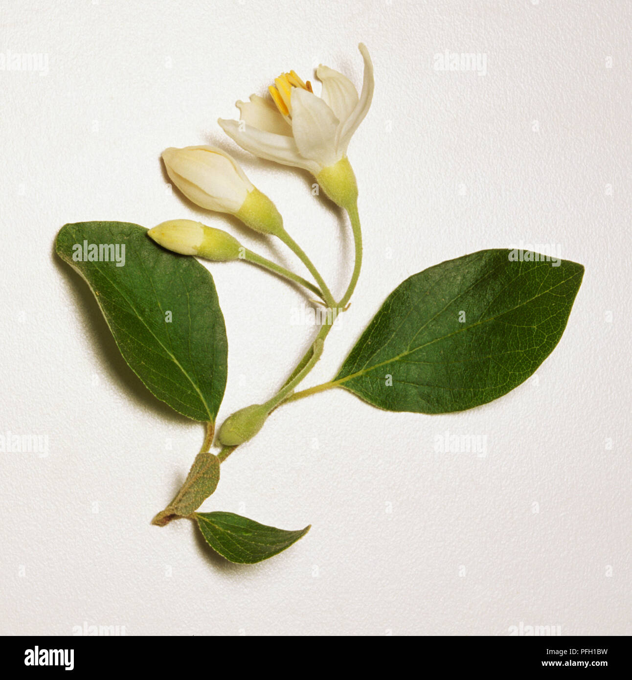 Styrax officinalis, storax flower with oval green leaves and white ...