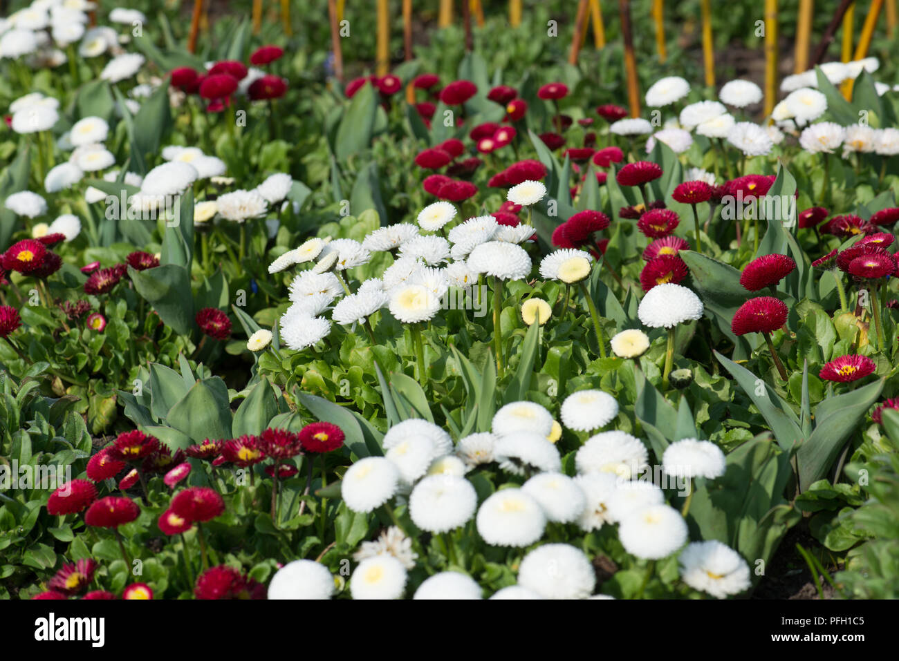 Bellis mix hi-res stock photography and images - Alamy