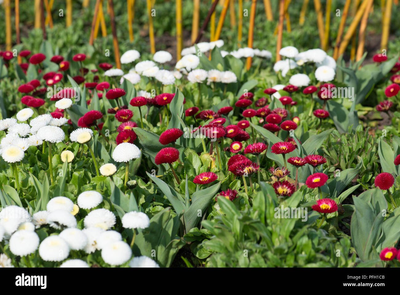 Bellis mix hi-res stock photography and images - Alamy