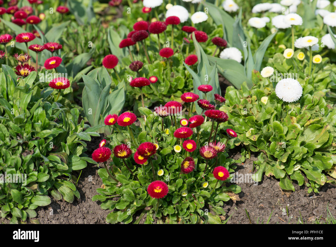 Bellis mix hi-res stock photography and images - Alamy