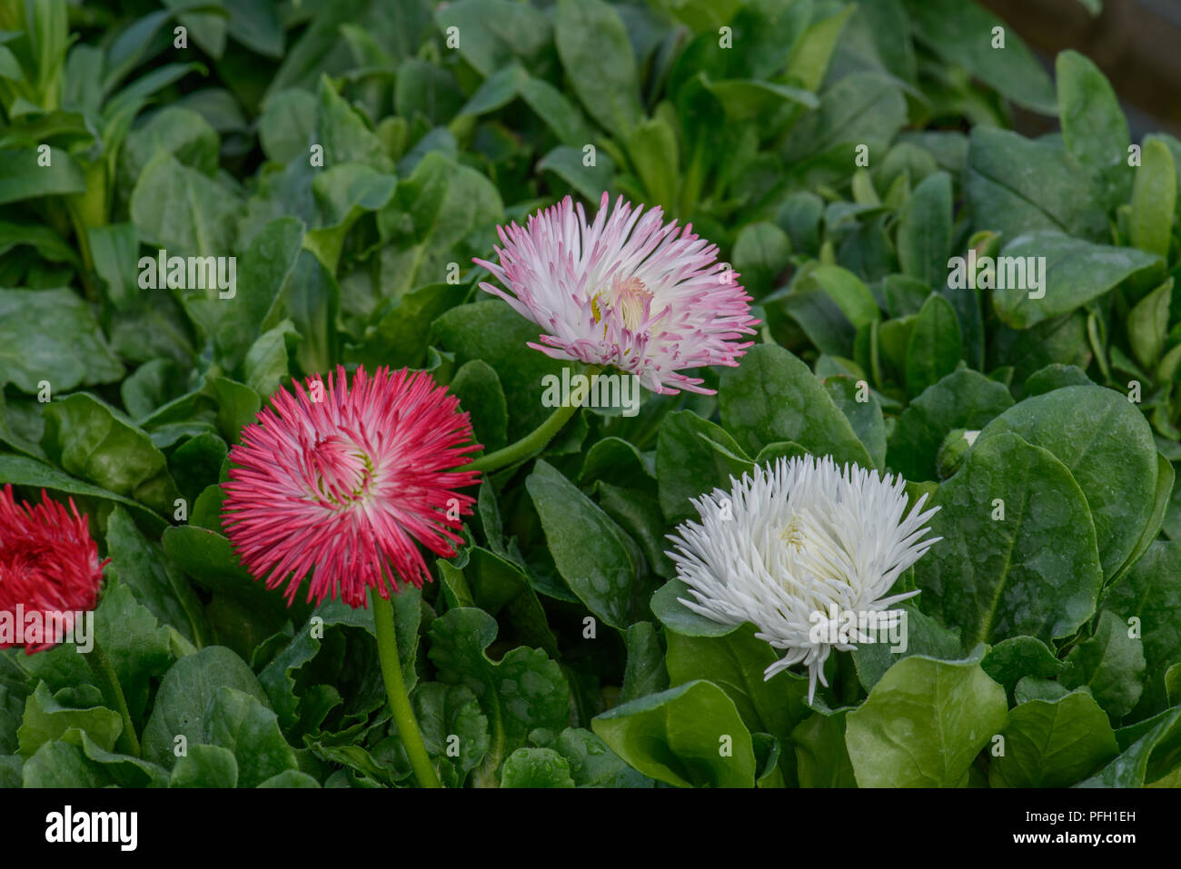 Bellis mix hi-res stock photography and images - Alamy