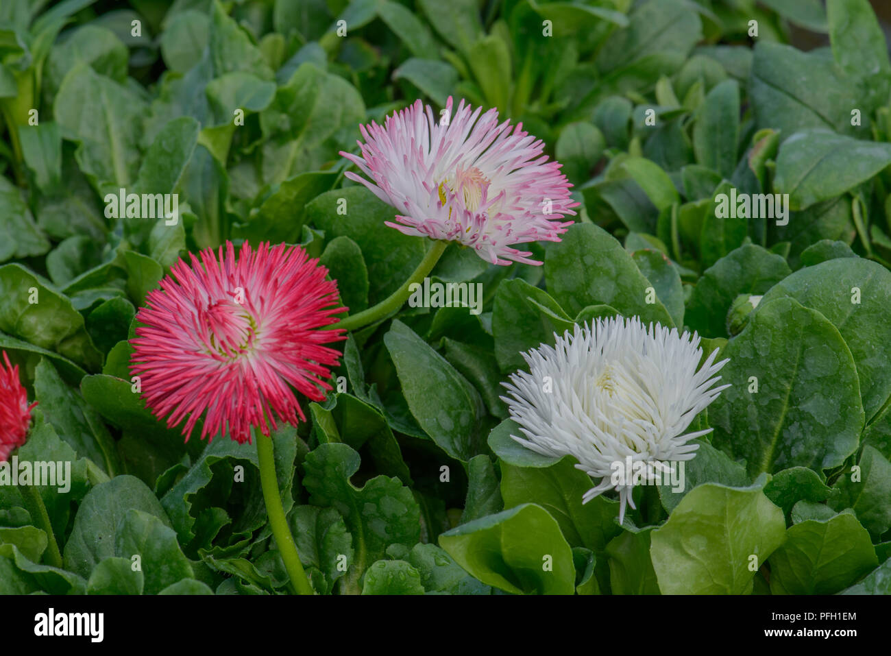 Bellis mix hi-res stock photography and images - Alamy