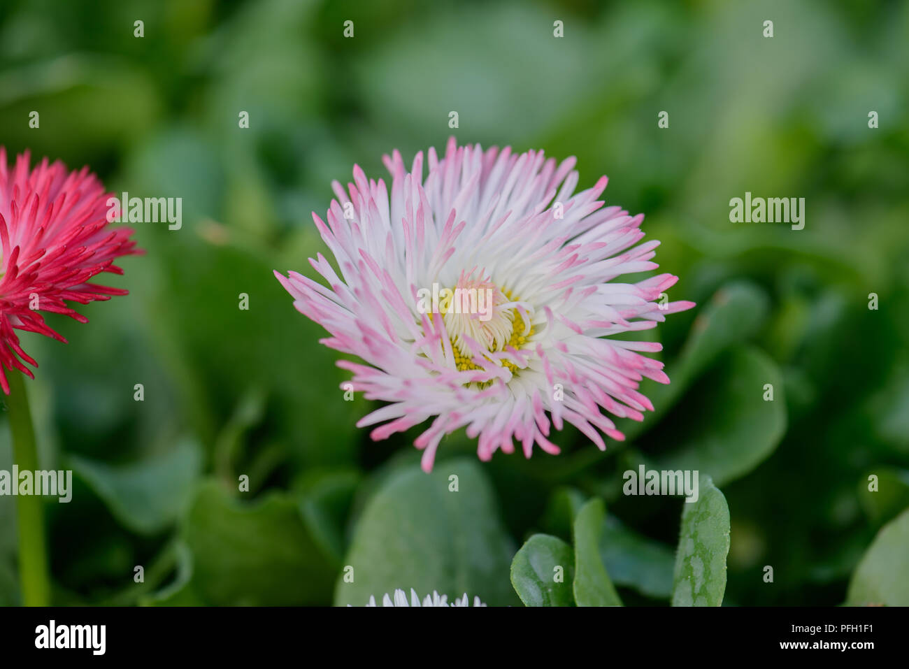 Bellis pink hi-res stock photography and images - Alamy