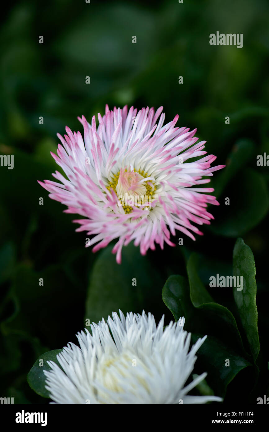 Bellis pink hi-res stock photography and images - Alamy