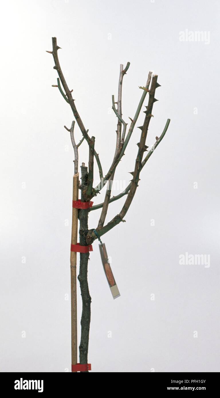 Standard rose hi-res stock photography and images - Alamy