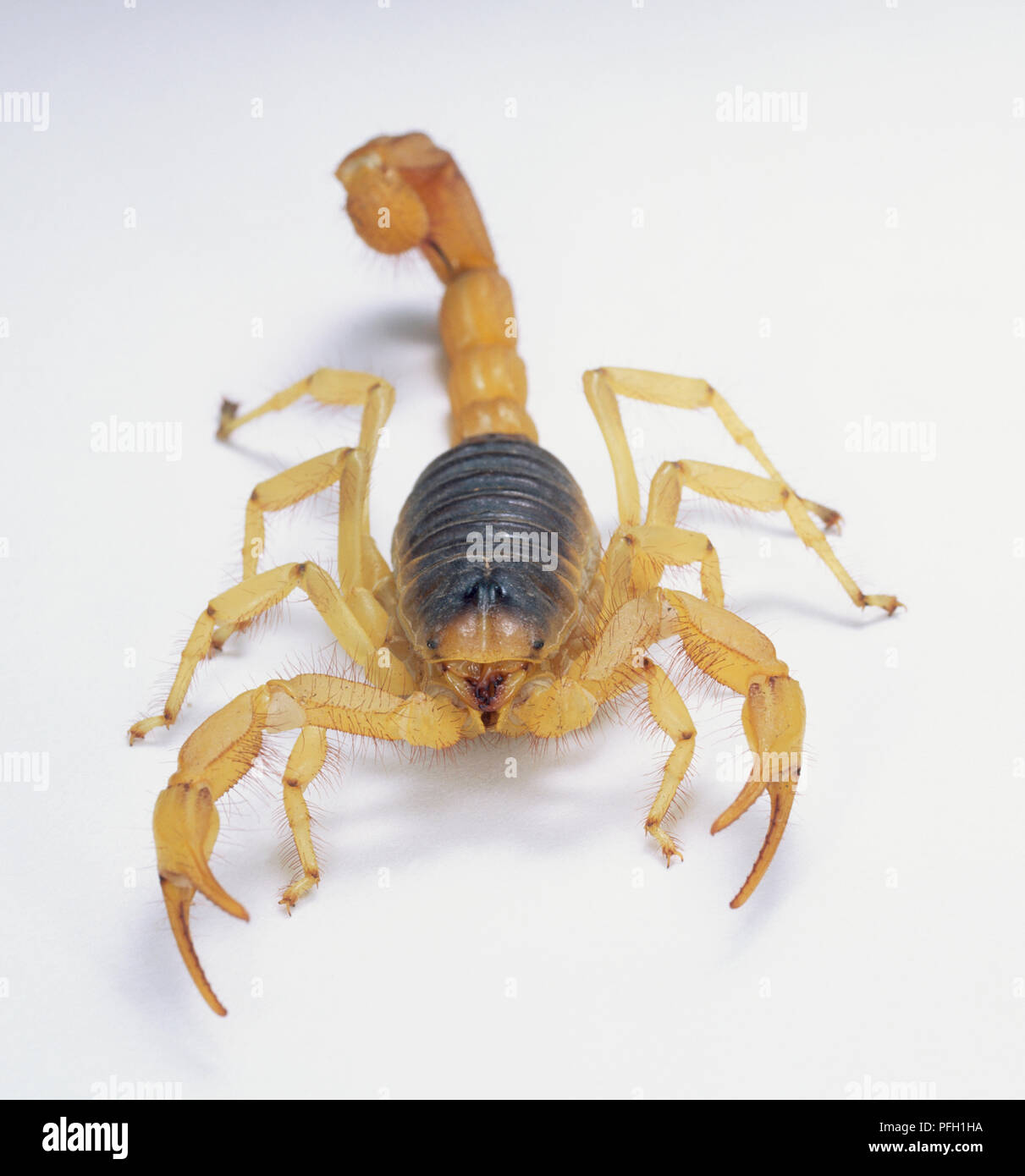 Giant desert hairy scorpion (Hadrurus arizonensis) approaching, front ...