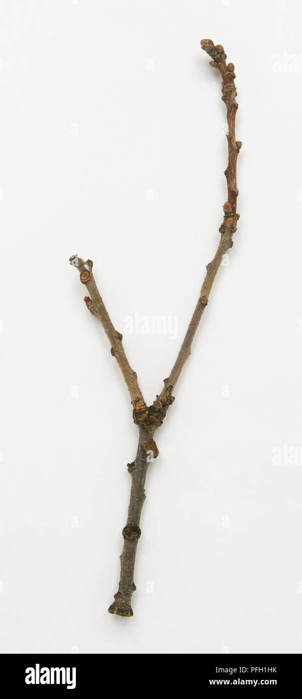 Twig with two branches Stock Photo - Alamy