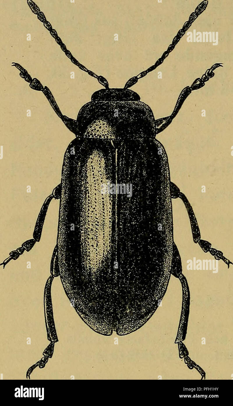 An illustration from 'Danmarks fauna,' depicting anatomical features of ...