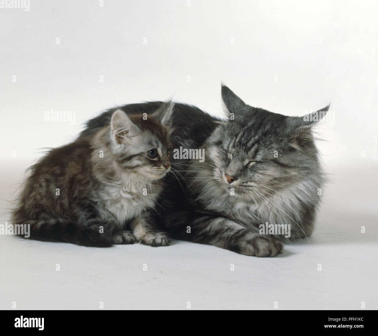 Silver Tabby Maine Coon Cat And Kitten With M Shaped Marking On Head And Large Round Paws