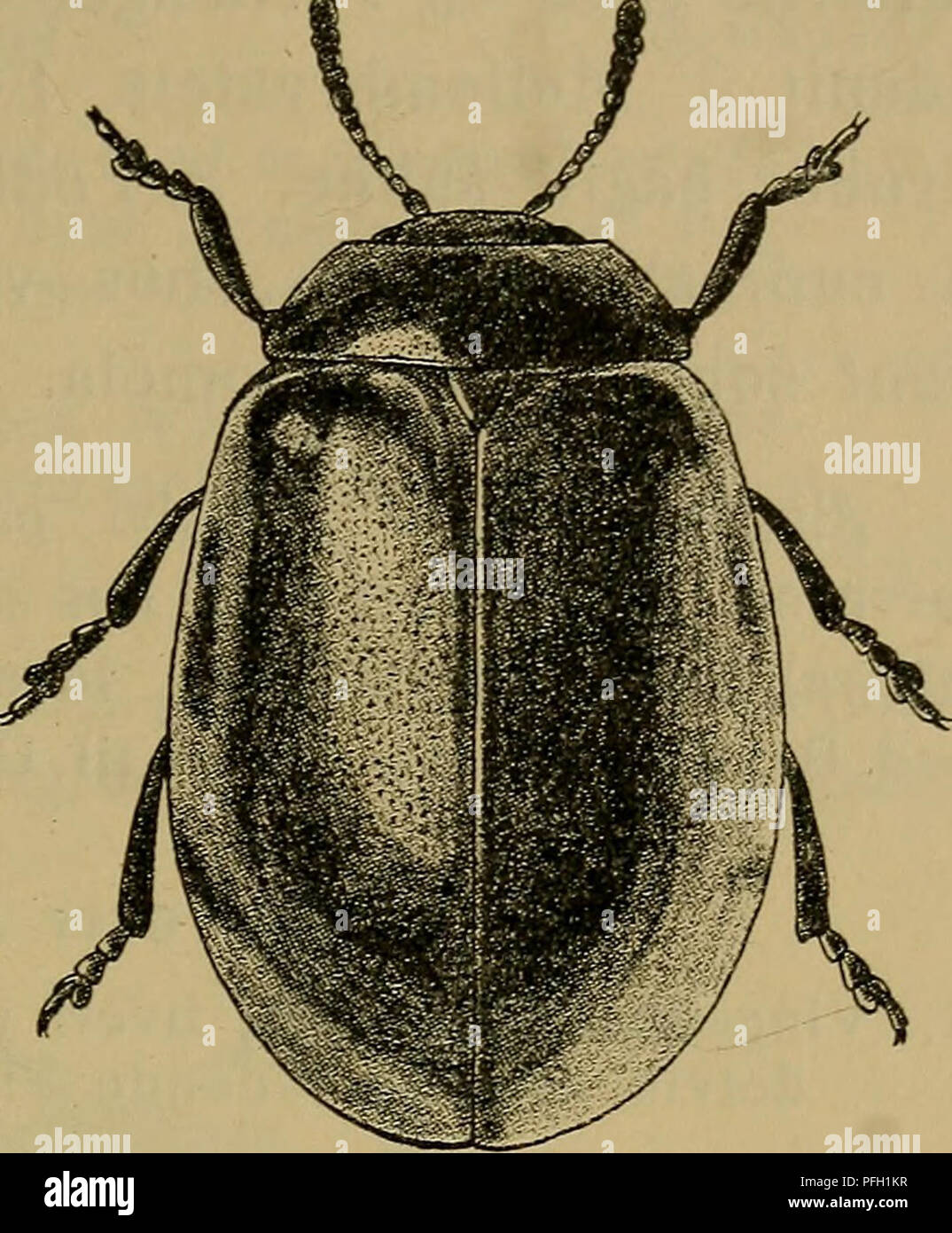 This illustrated handbook details the fauna of Denmark, focusing on ...