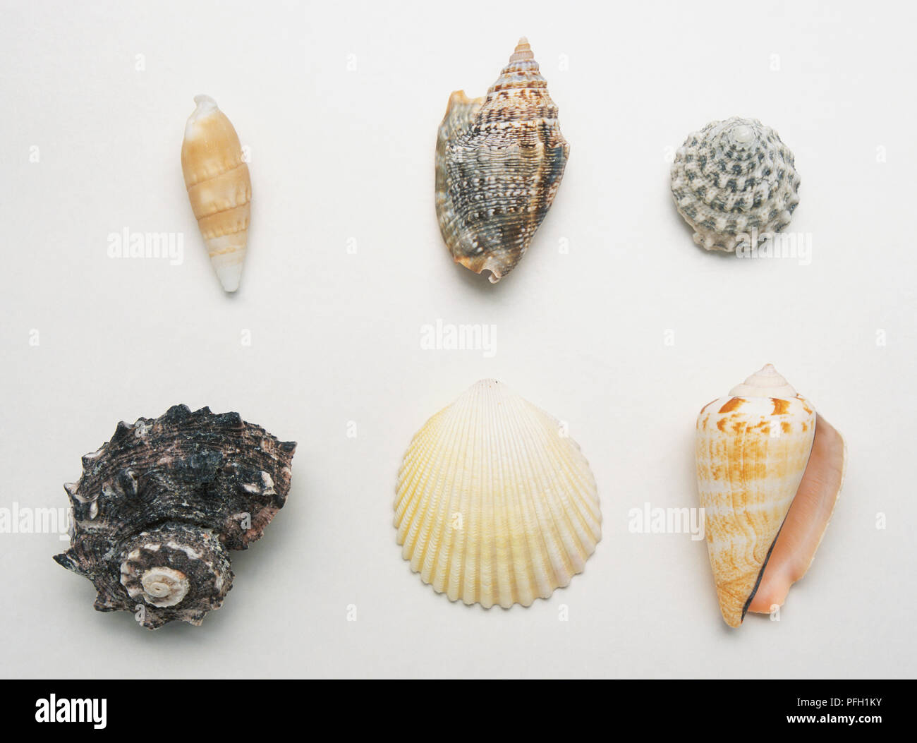 Six sea shells in two rows Stock Photo - Alamy