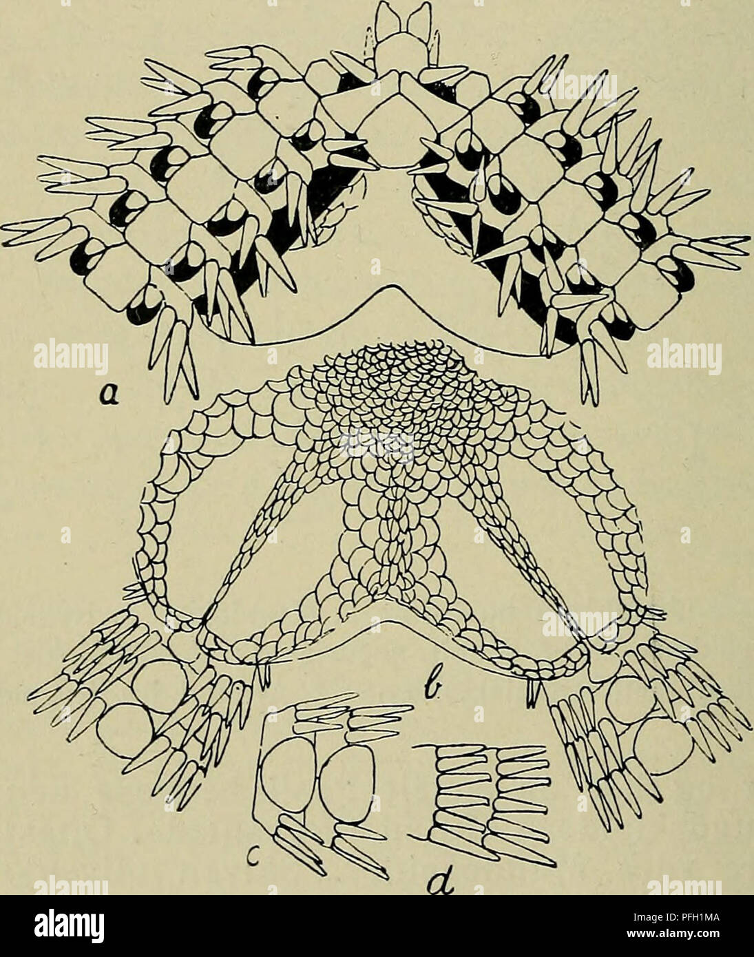 This volume in the illustrated series on Danish fauna provides insights ...
