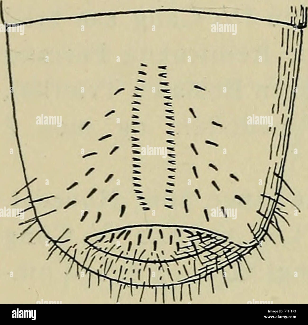 Illustrated guide to Danish fauna, highlighting the anatomy and ...