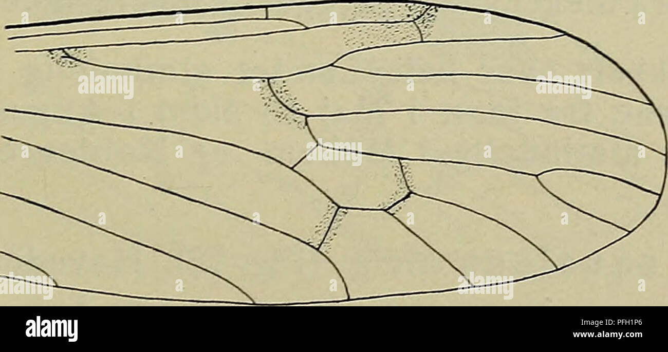 This detailed section of 'Danmarks fauna' illustrates species such as L ...