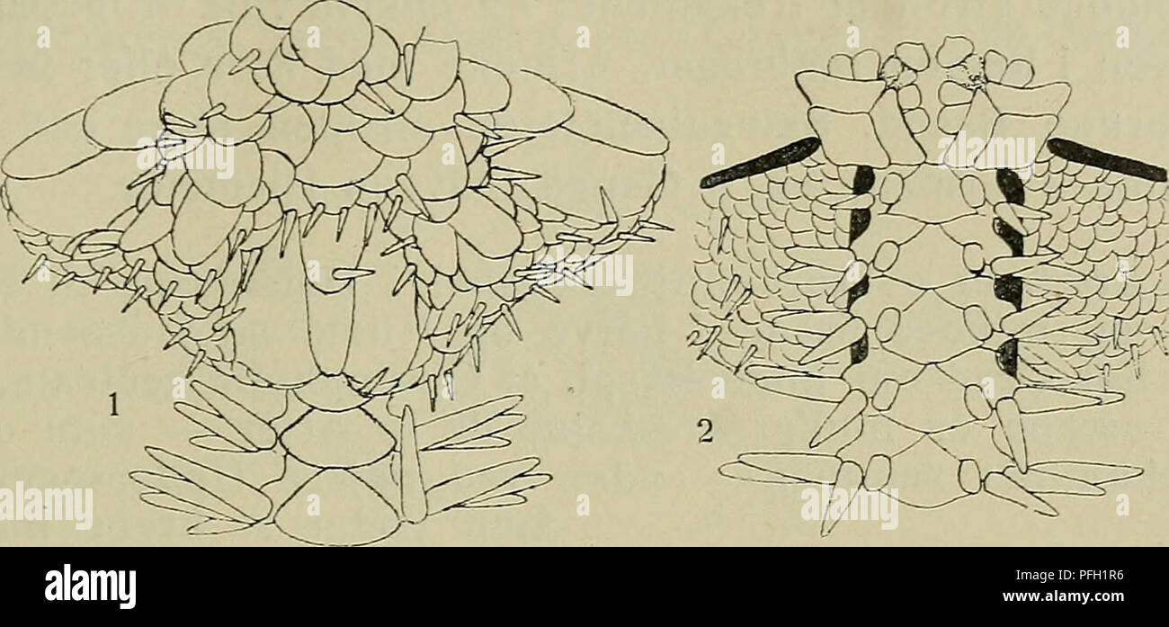 This illustration from the Danish fauna series depicts Ophiactis ...