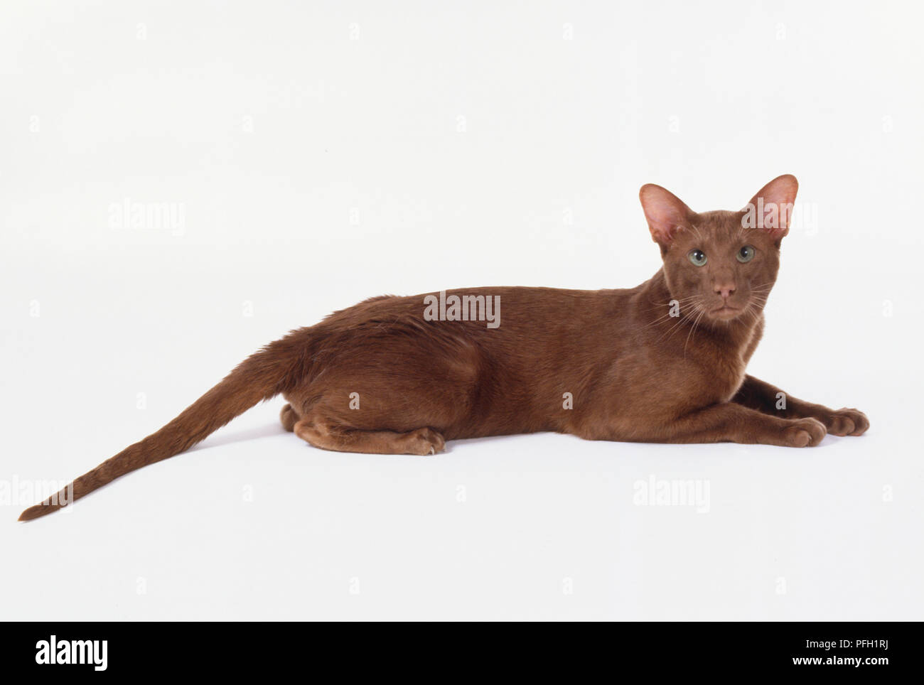 Foreign Cinnamon cat with vivid green eyes and long tapering tail ...
