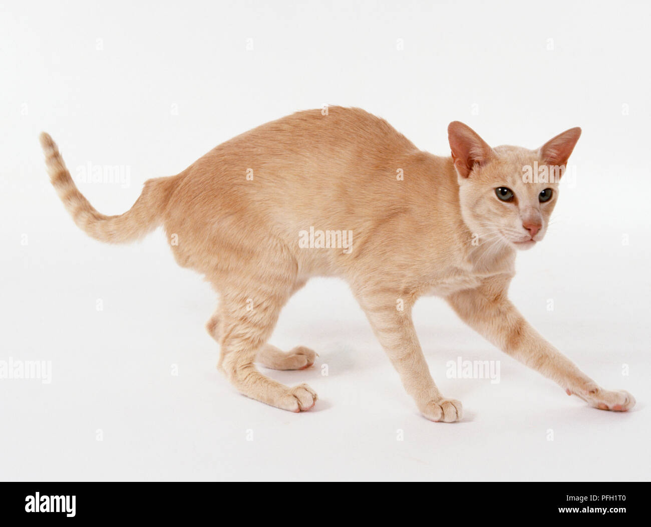 Head arched back hi-res stock photography and images - Alamy