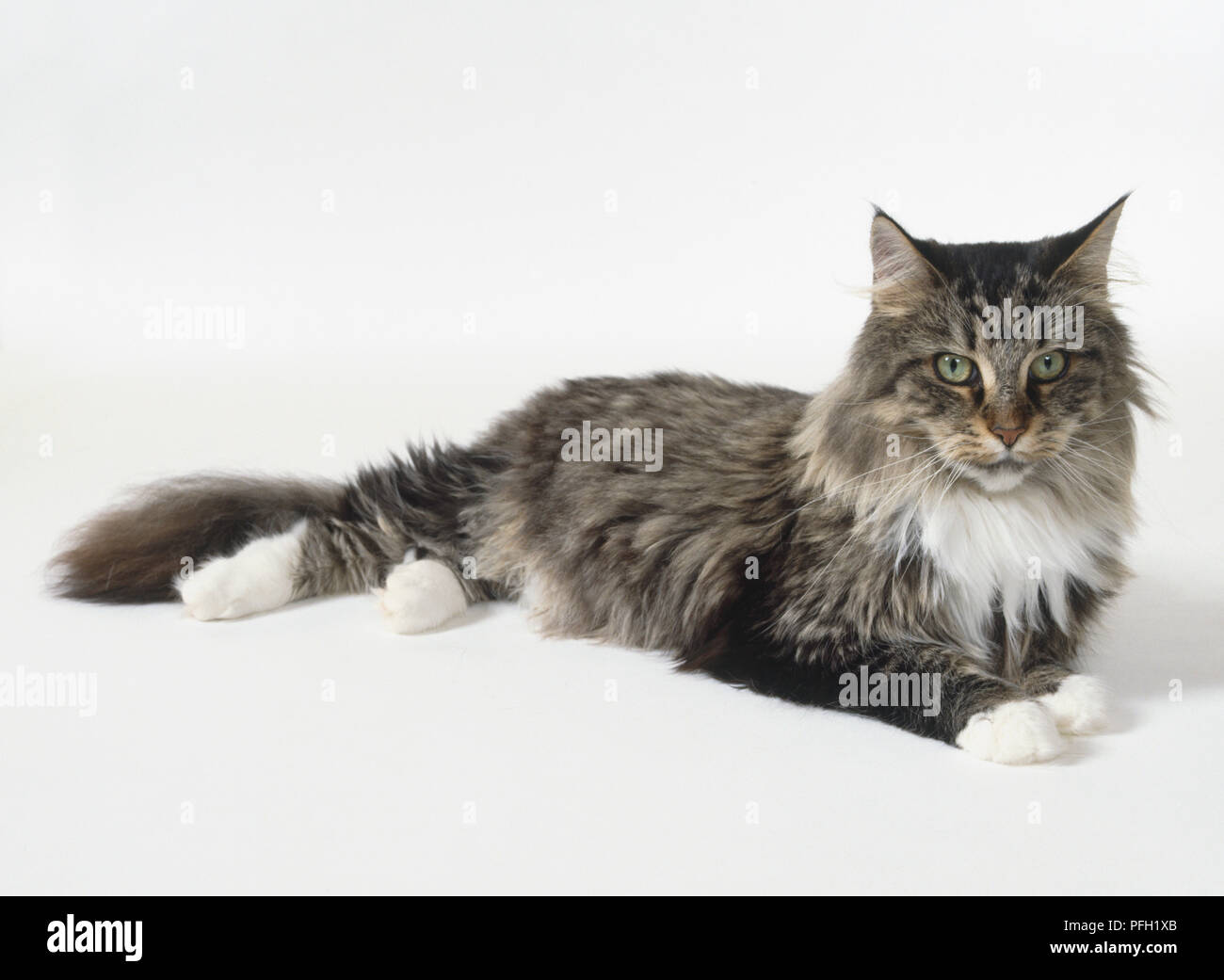 Brown Tabby and White cat with 'M'-shaped tabby marking on head and ...