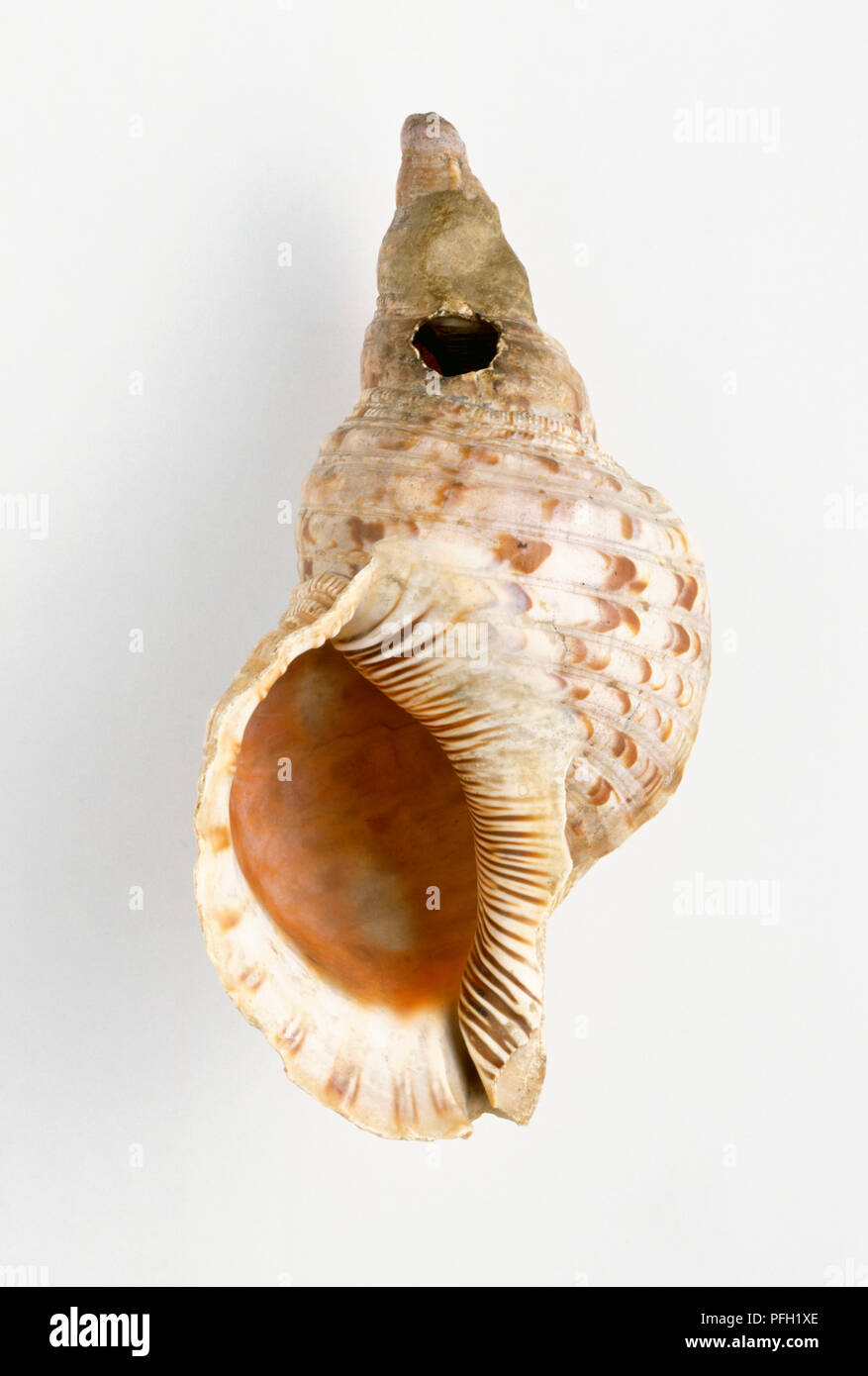 Conch trumpet with blow hole clearly visible, side view Stock Photo - Alamy