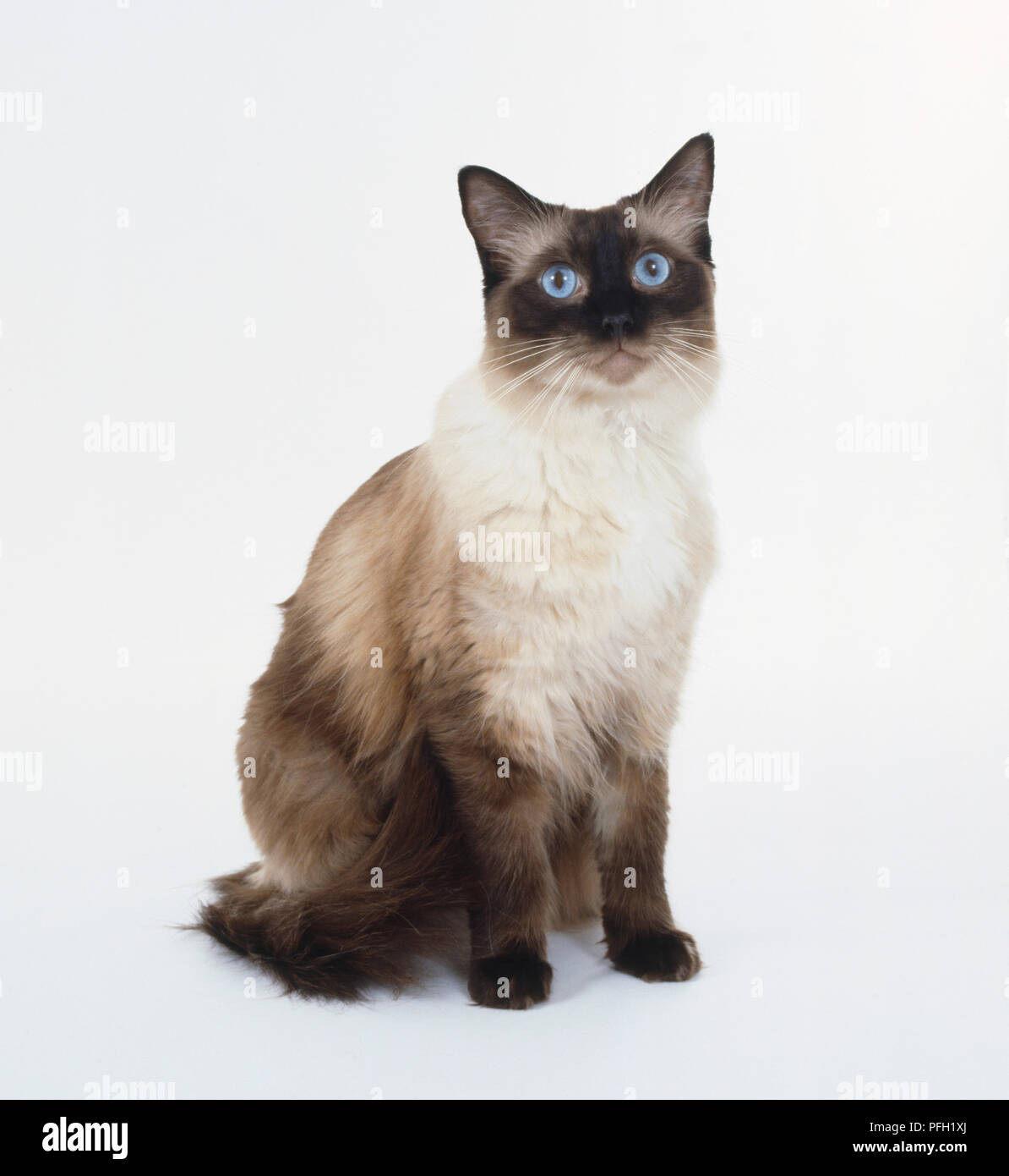 Long neck cat hi-res stock photography and images - Alamy