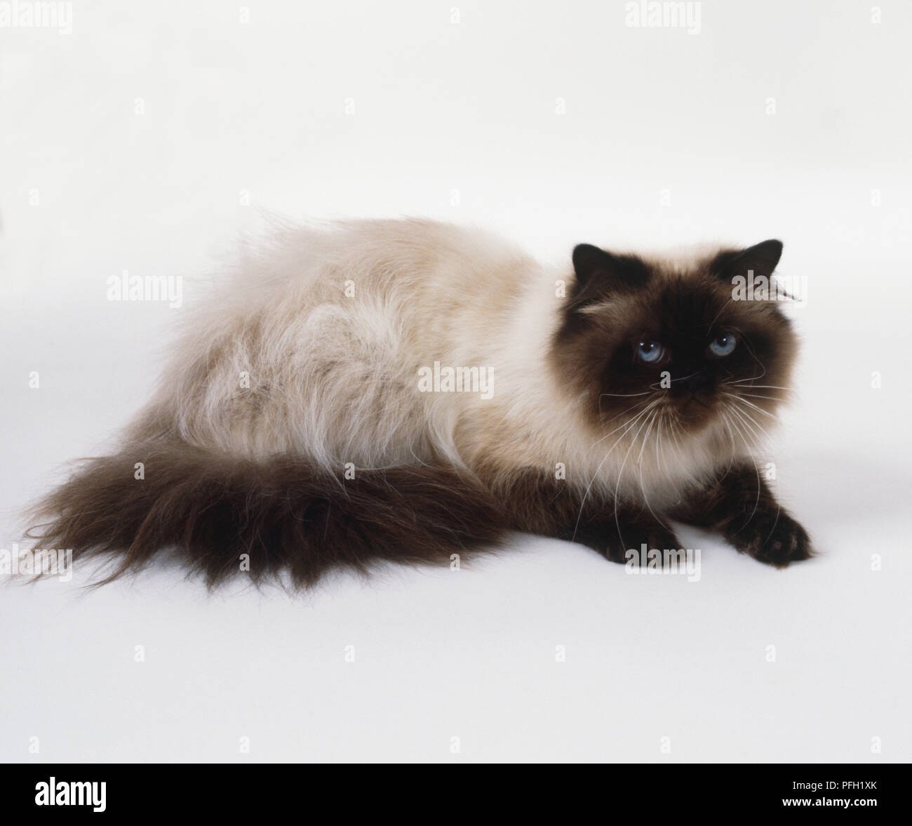 Seal Point cat with blue eyes and creamy white body contrasting with ...