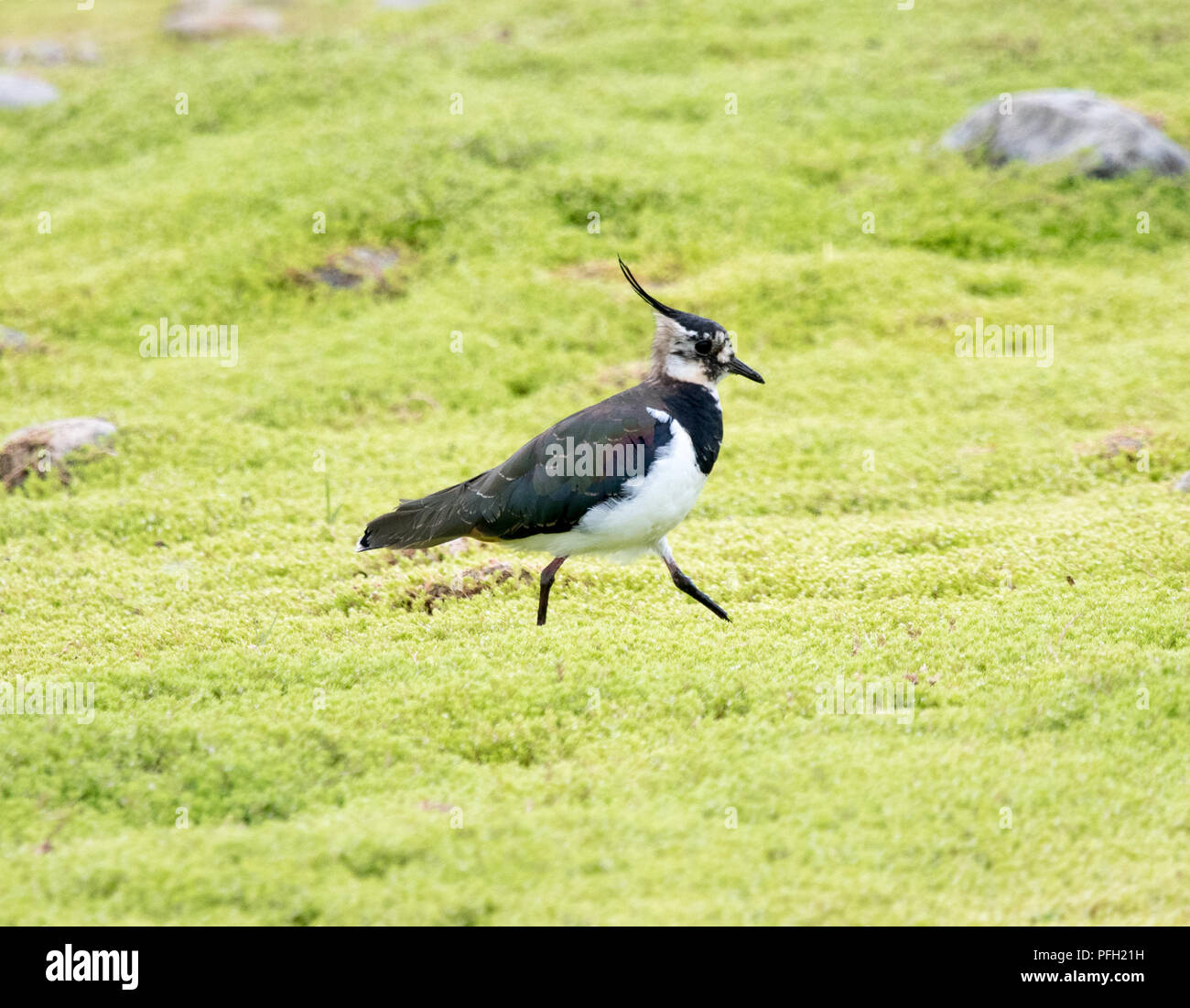 Lapwing feathers close up hi-res stock photography and images - Alamy