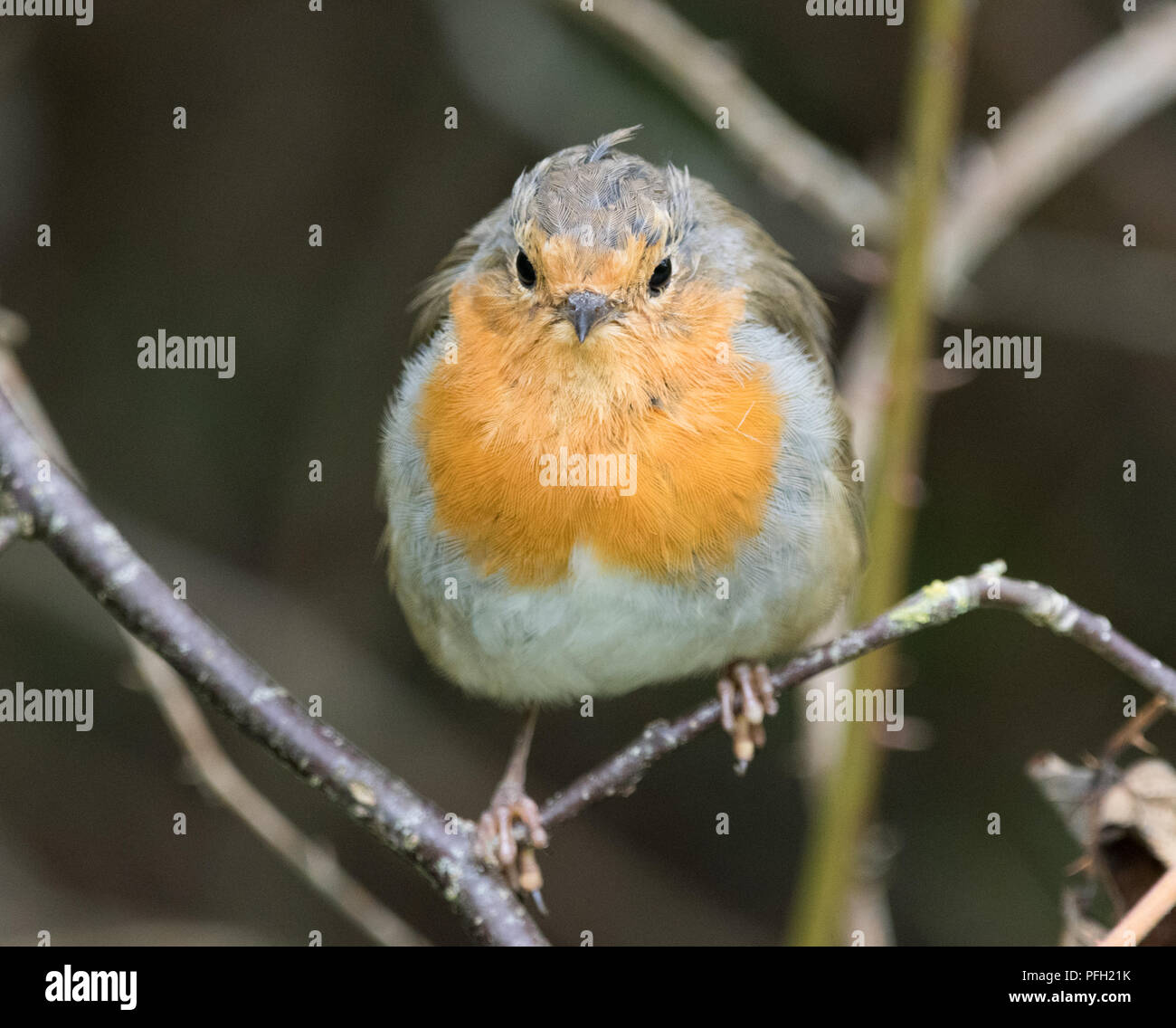 Robin species hi-res stock photography and images - Alamy
