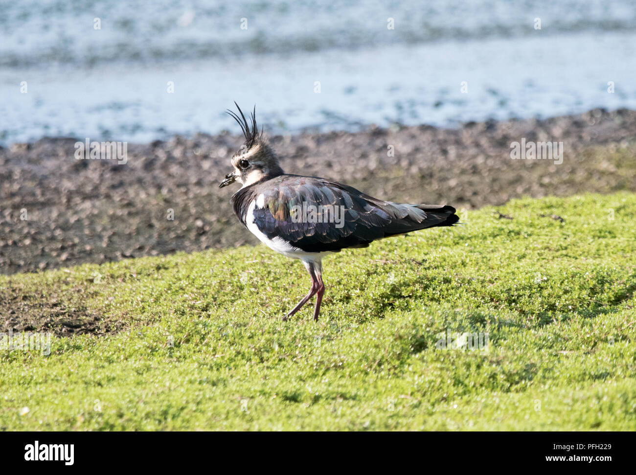 Lapwing feathers close up hi-res stock photography and images - Alamy
